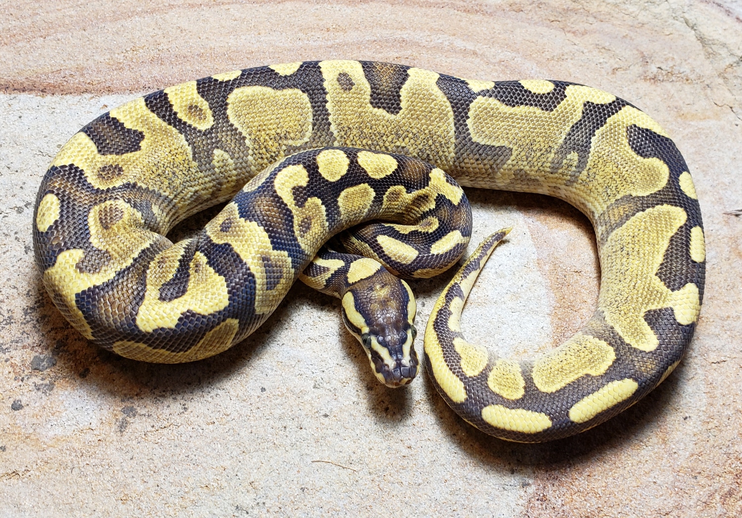 Super Disco Ball Python by Susquehanna Ectotherms - MorphMarket
