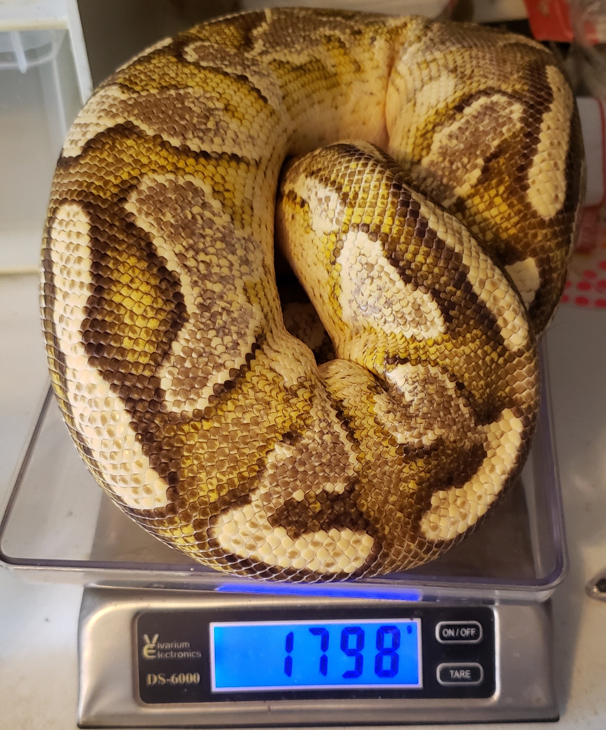 Super Disco Yellow Belly Ball Python by Susquehanna Ectotherms ...