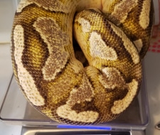 Super Disco Yellow Belly Ball Python by Susquehanna Ectotherms ...