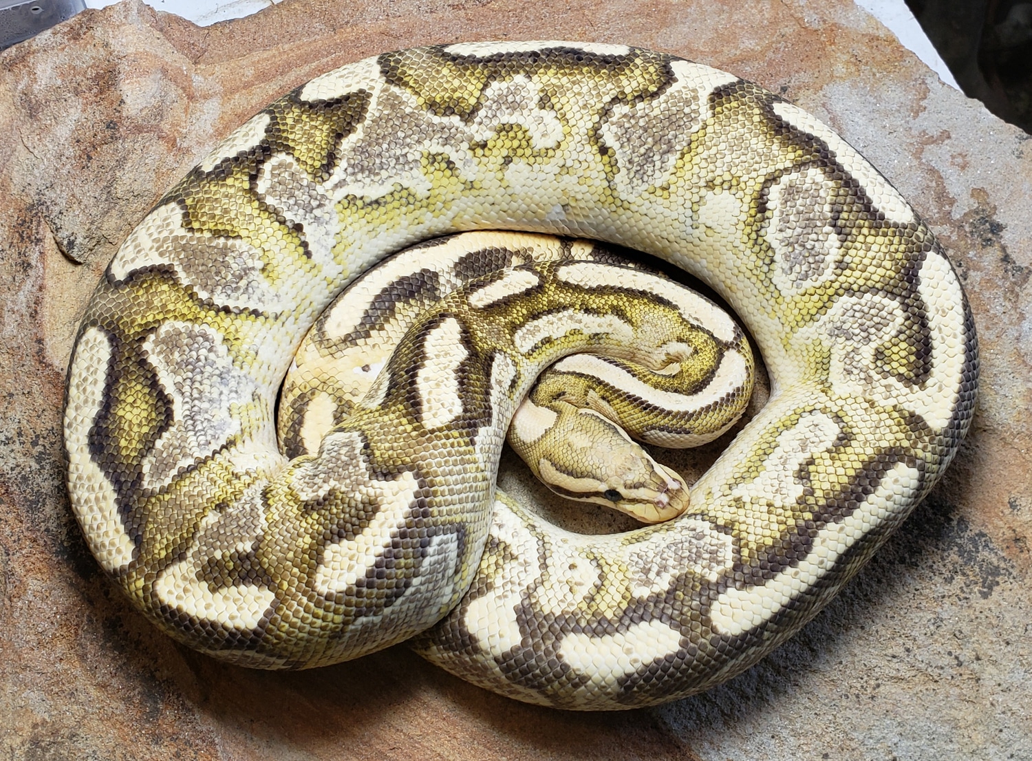Super Disco Yellow Belly Ball Python by Susquehanna Ectotherms ...