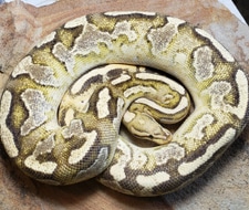 Super Disco Yellow Belly Ball Python by Susquehanna Ectotherms ...