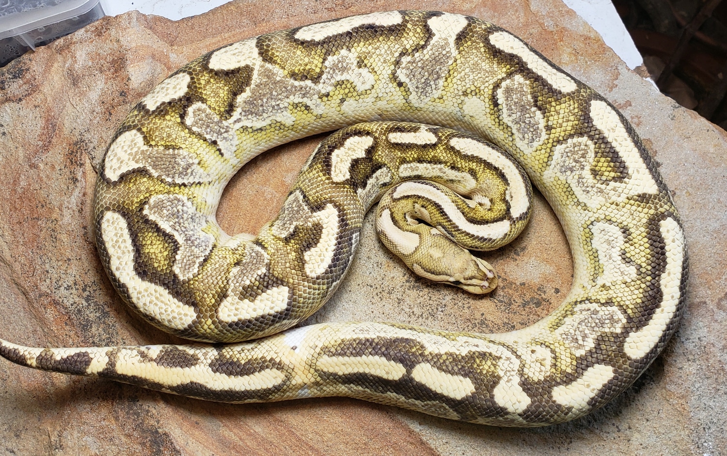 Super Disco Yellow Belly Ball Python by Susquehanna Ectotherms ...