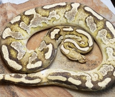 Super Disco Yellow Belly Ball Python by Susquehanna Ectotherms ...