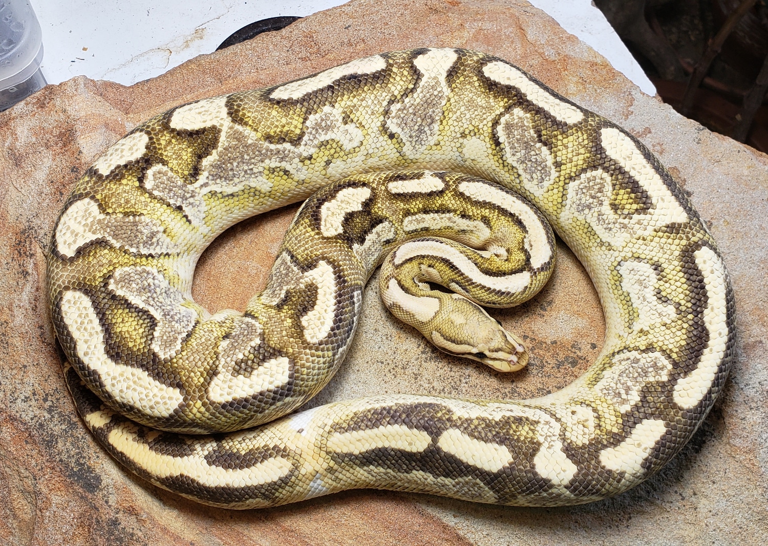 Super Disco Yellow Belly Ball Python by Susquehanna Ectotherms ...