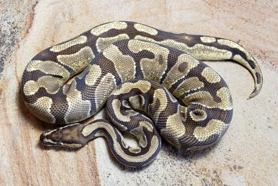 Enchi Disco Het Rainbow Ball Python by Susquehanna Ectotherms