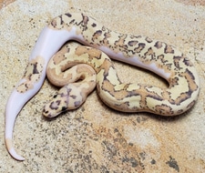 Disco Fire Clown Ball Python by Susquehanna Ectotherms - MorphMarket