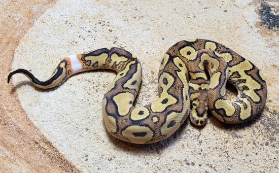 Disco Yellow Belly Clown Ball Python by Susquehanna Ectotherms