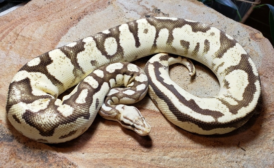 Super Disco Pastel Ball Python by Susquehanna Ectotherms