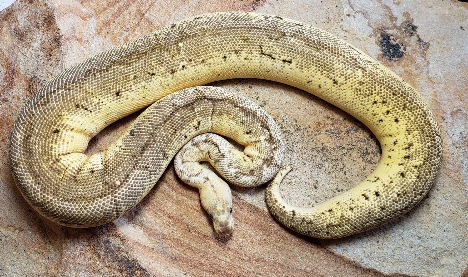 Pastel Pin Disco Clown Ball Python by Susquehanna Ectotherms - MorphMarket