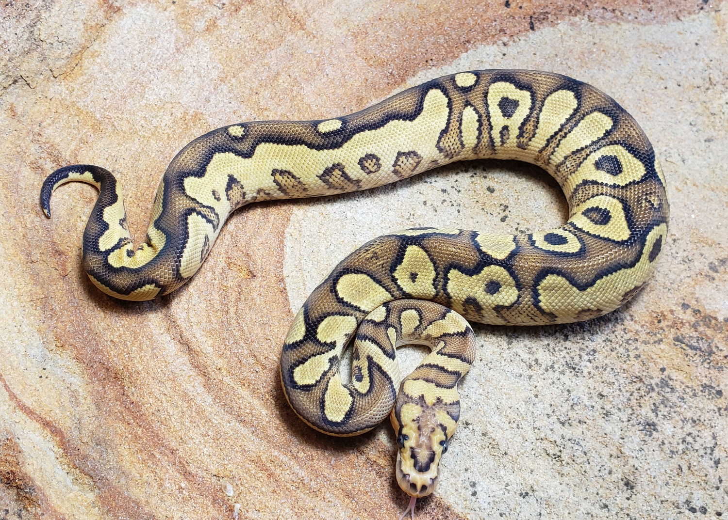 Disco Yellow Belly Clown Ball Python by Susquehanna Ectotherms ...