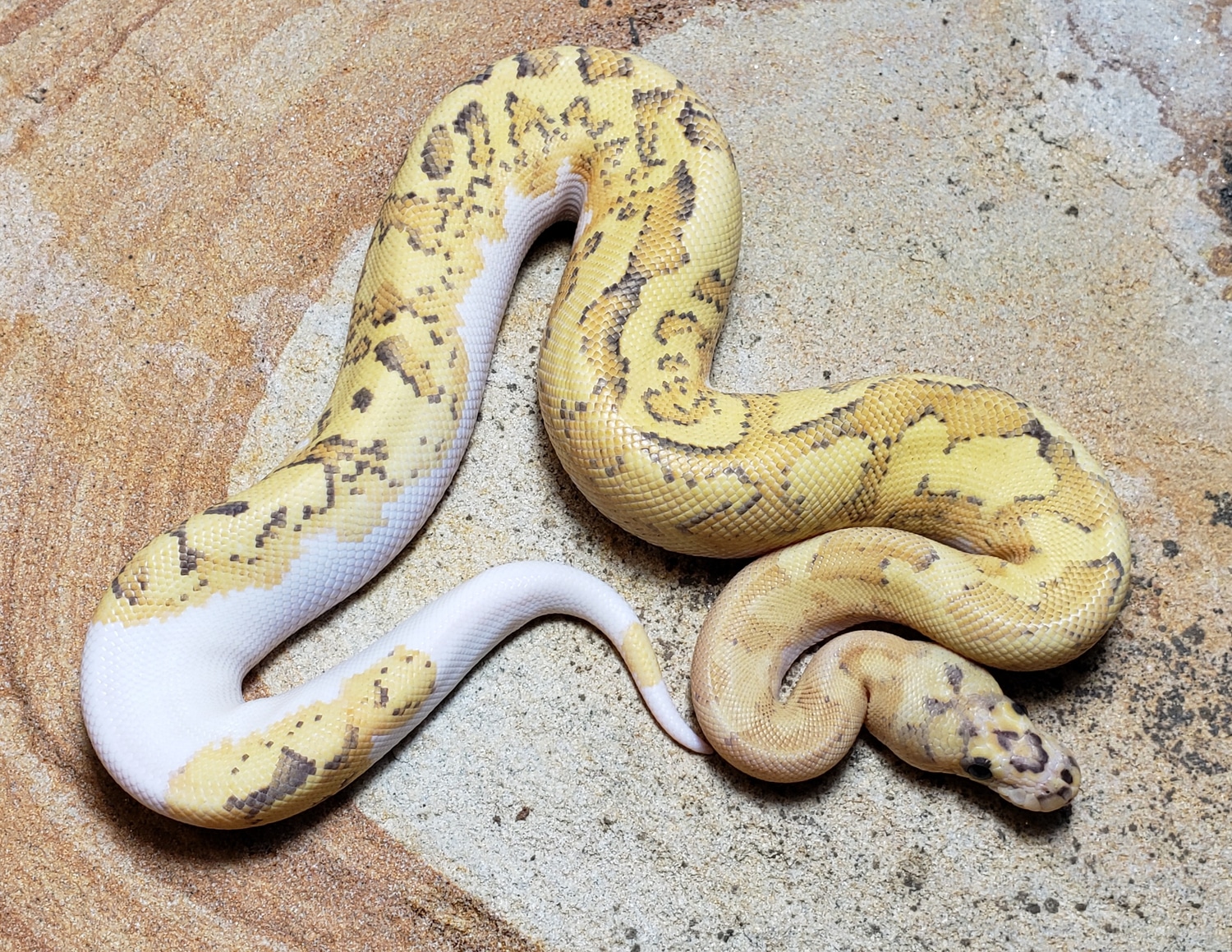 Disco Fire Clown Ball Python by Susquehanna Ectotherms - MorphMarket