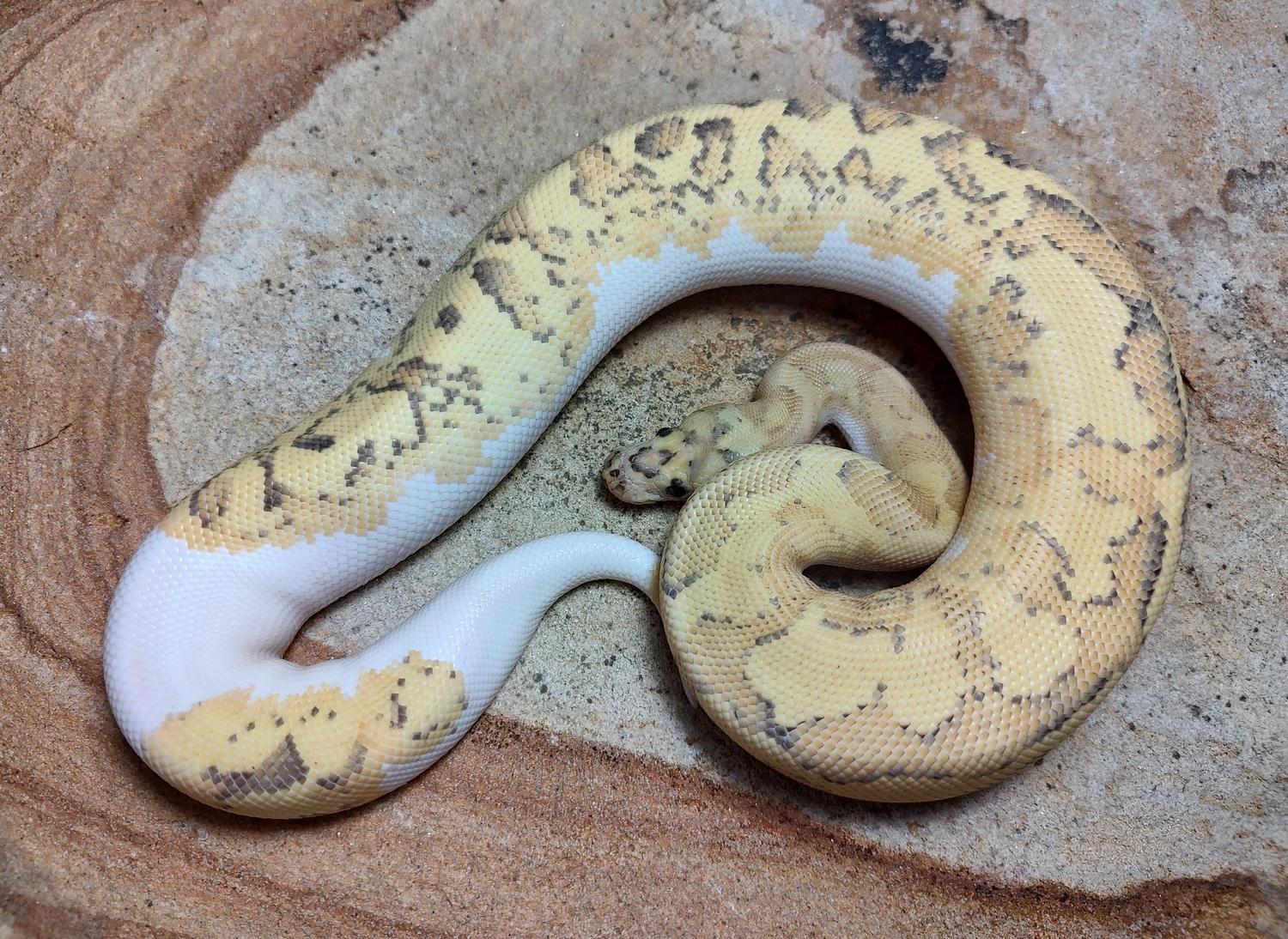 Disco Fire Clown Ball Python by Susquehanna Ectotherms - MorphMarket