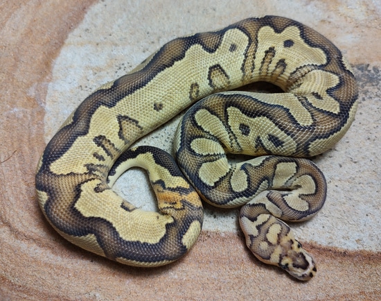 Disco Yellow Belly Clown Ball Python by Susquehanna Ectotherms