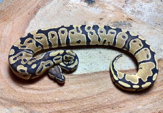 Disco Het Clown Ball Python by Susquehanna Ectotherms