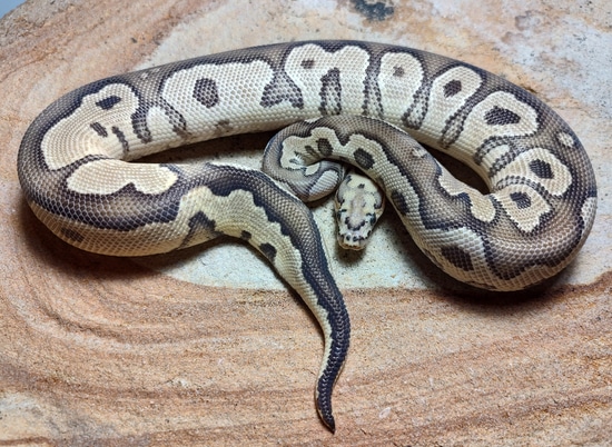 Disco Clown Ball Python by Susquehanna Ectotherms