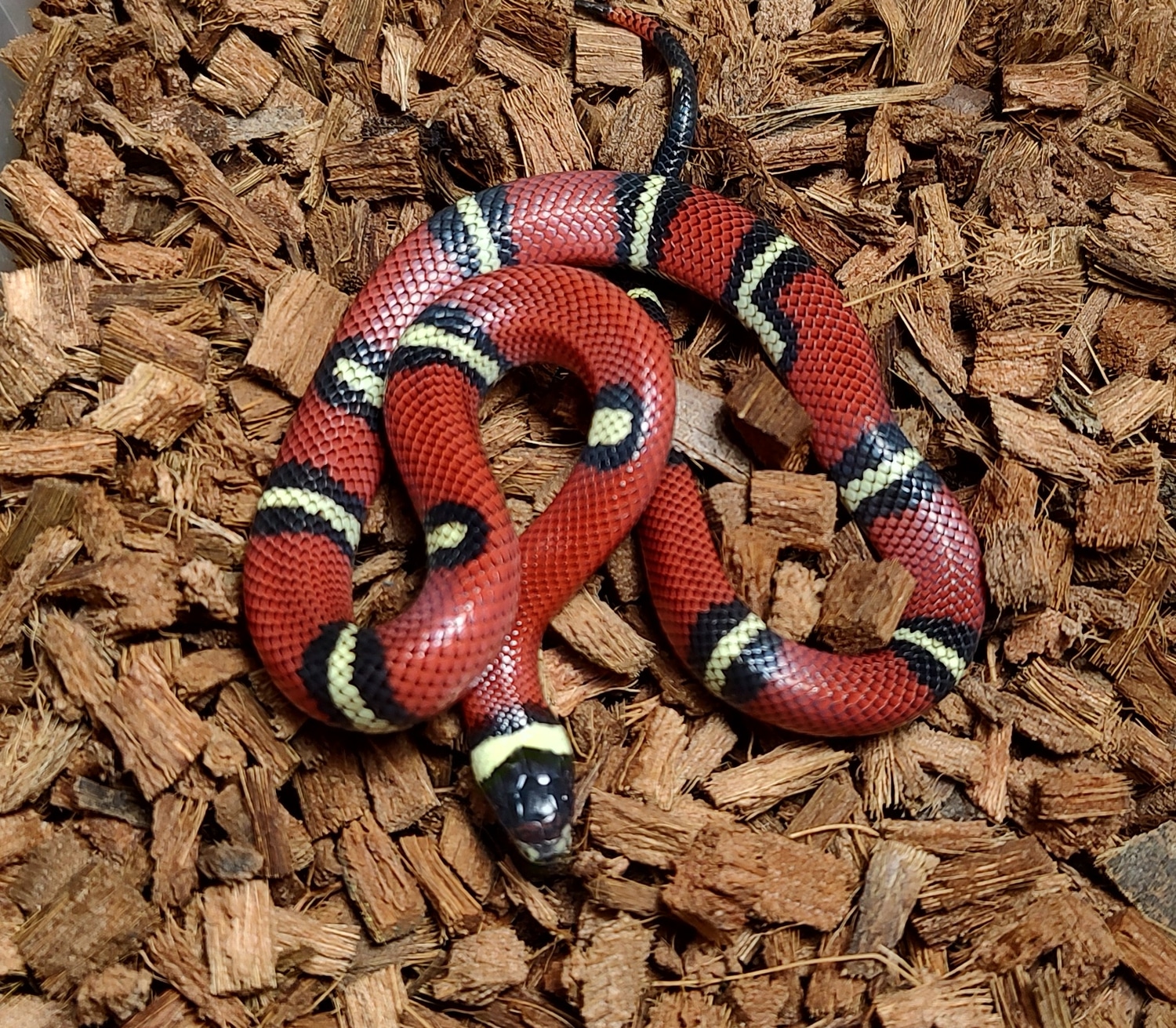 Cosala Sinaloan Milk Snake by Susquehanna Ectotherms - MorphMarket