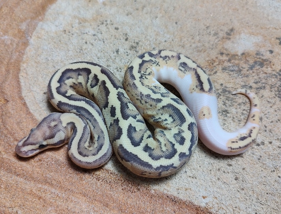 Disco Fire Het Clown Ball Python by Susquehanna Ectotherms
