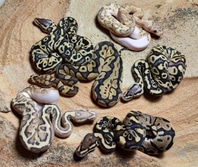Disco Fire Clown Ball Python by Susquehanna Ectotherms - MorphMarket