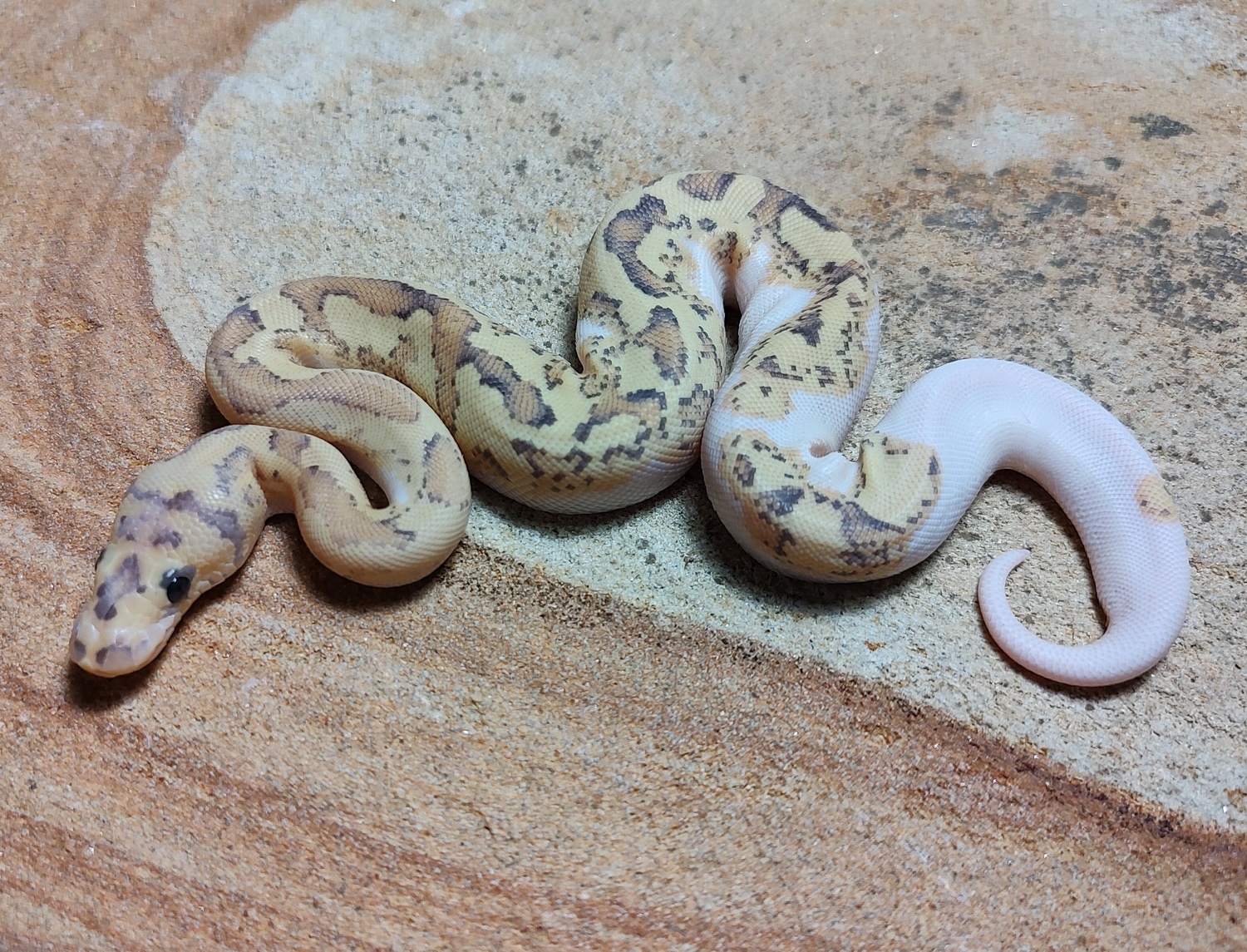 Disco Fire Clown Ball Python by Susquehanna Ectotherms - MorphMarket
