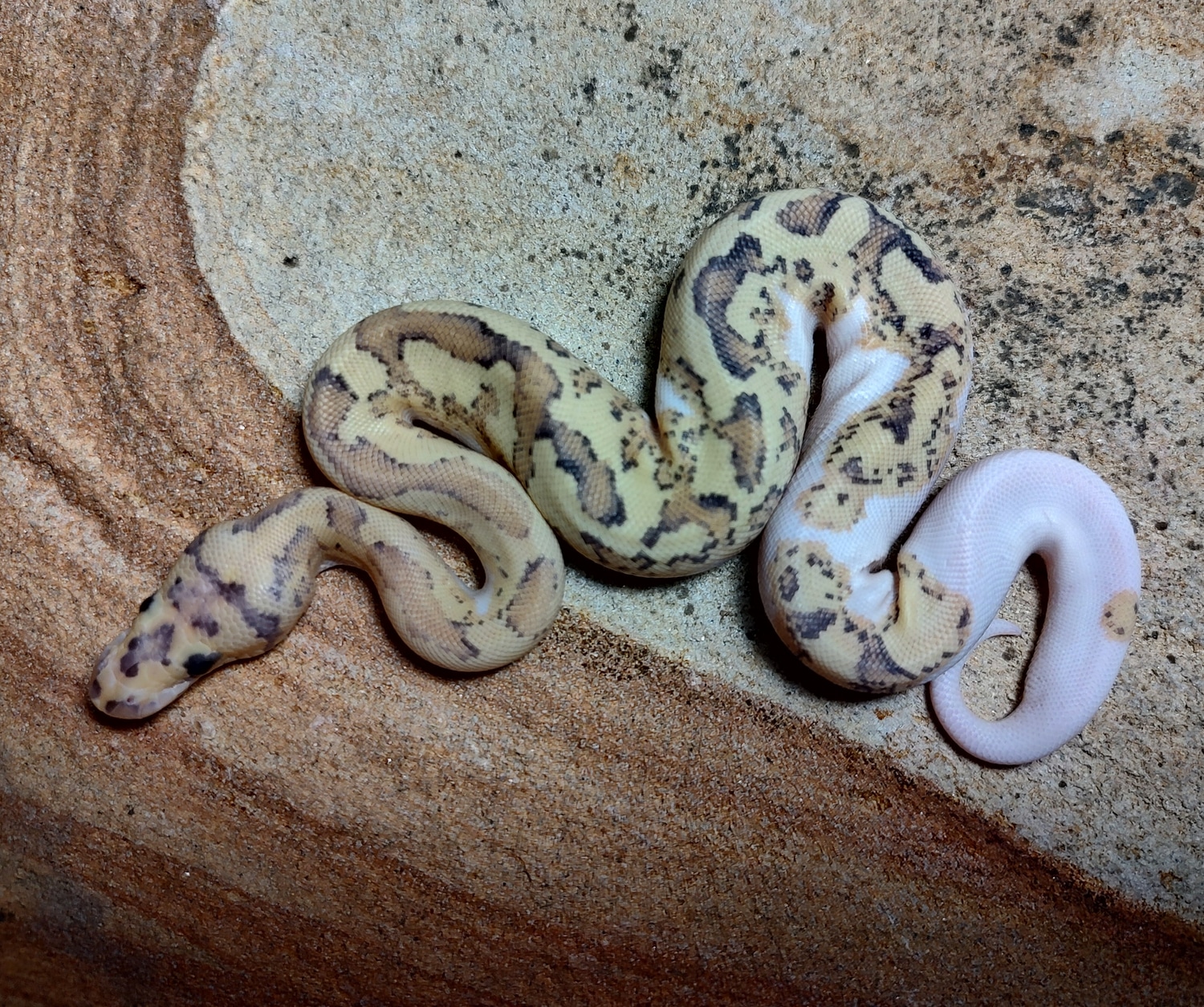 Disco Fire Clown Ball Python by Susquehanna Ectotherms - MorphMarket