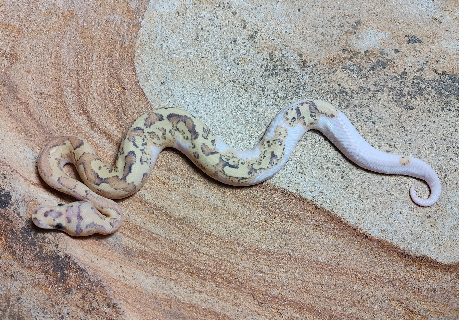 Disco Fire Clown Ball Python by Susquehanna Ectotherms - MorphMarket