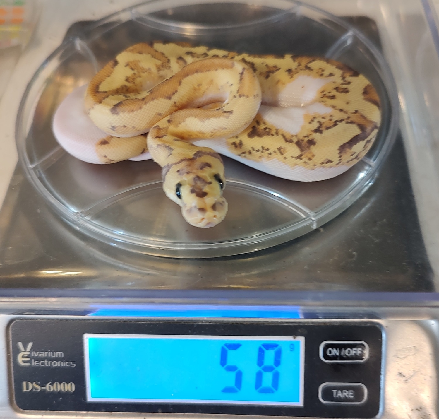 Disco Fire Clown Ball Python by Susquehanna Ectotherms - MorphMarket
