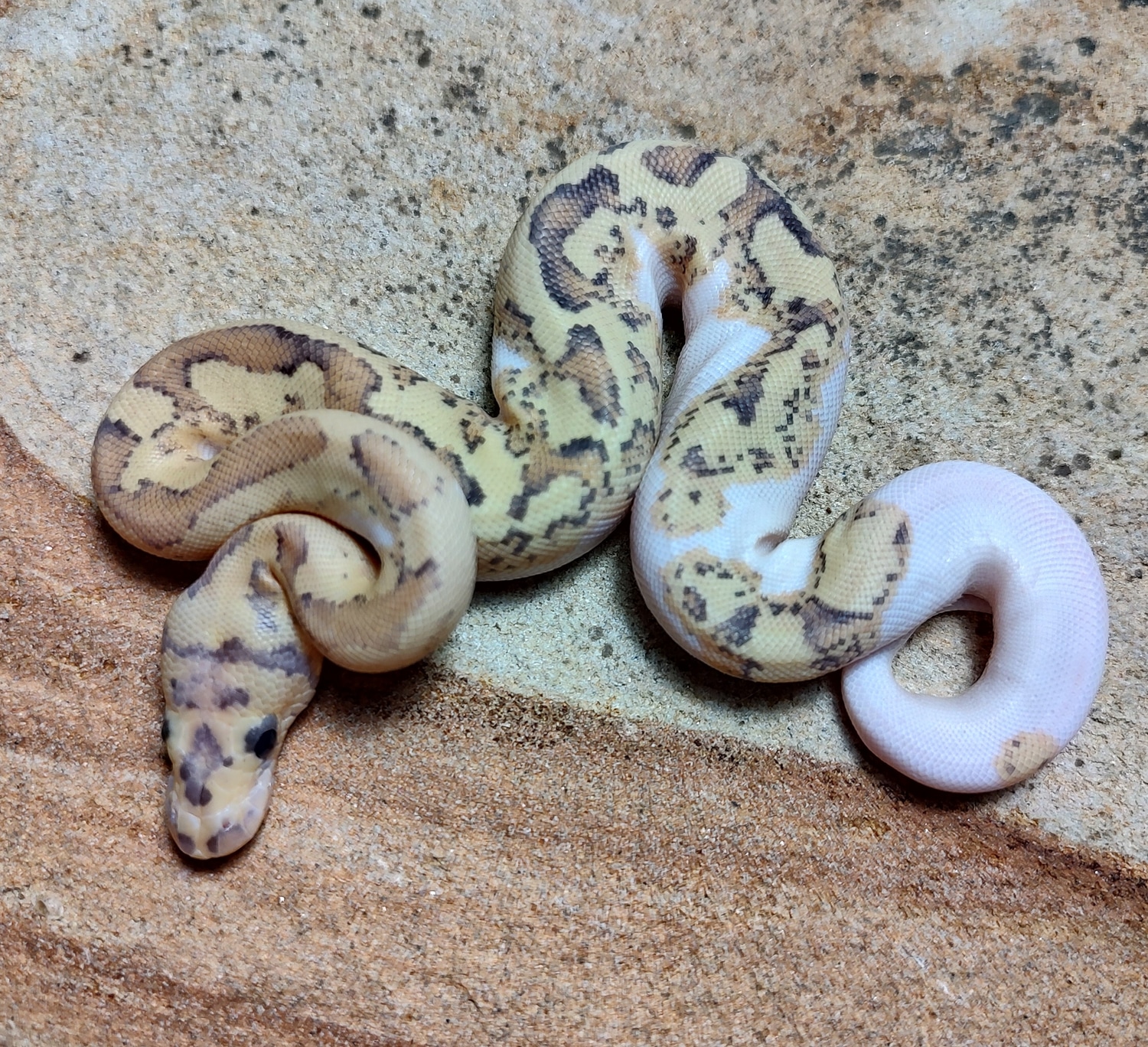 Disco Fire Clown Ball Python by Susquehanna Ectotherms - MorphMarket