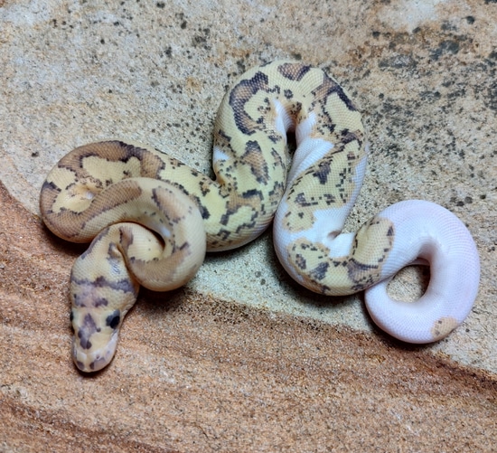 Disco Fire Clown Ball Python by Susquehanna Ectotherms - MorphMarket