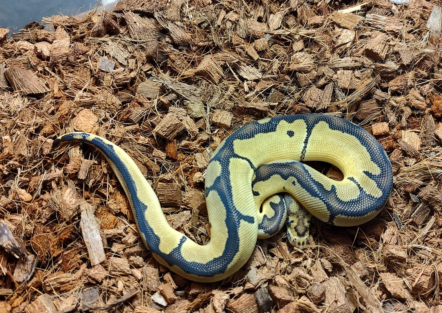 Leopard Clown Ball Python by Susquehanna Ectotherms - MorphMarket