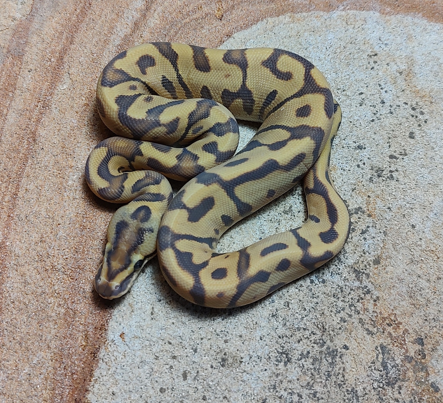 Super Enchi Leopard Ghost Het Rainbow Ball Python by Susquehanna ...