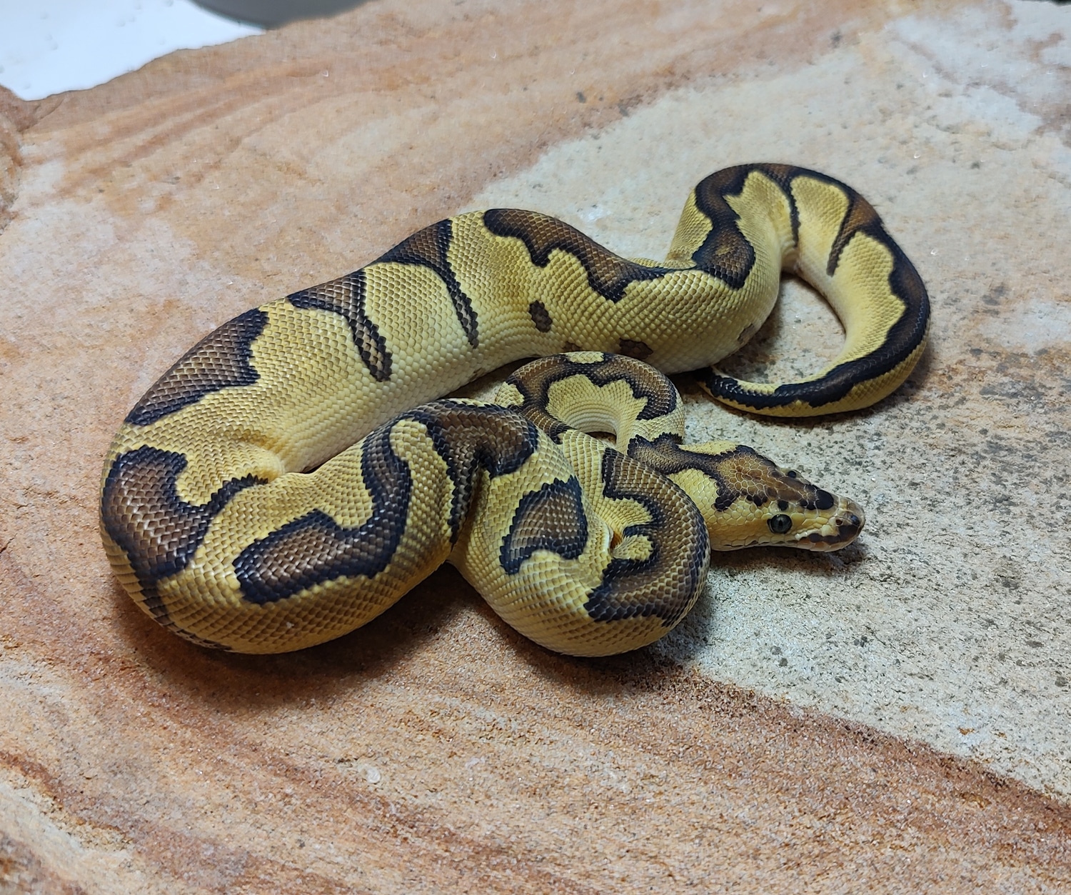 Enchi Disco Clown Ball Python by Susquehanna Ectotherms - MorphMarket