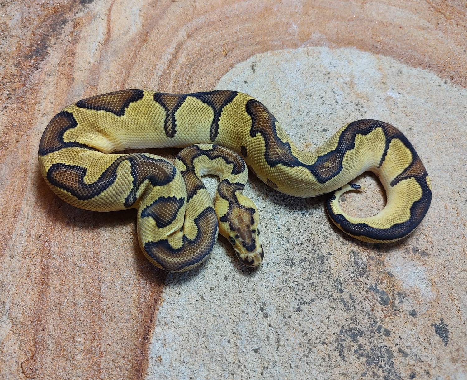 Enchi Disco Clown Ball Python by Susquehanna Ectotherms - MorphMarket
