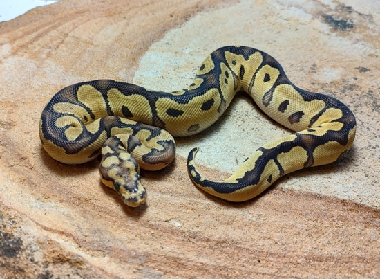 Disco Clown Ball Python by Susquehanna Ectotherms