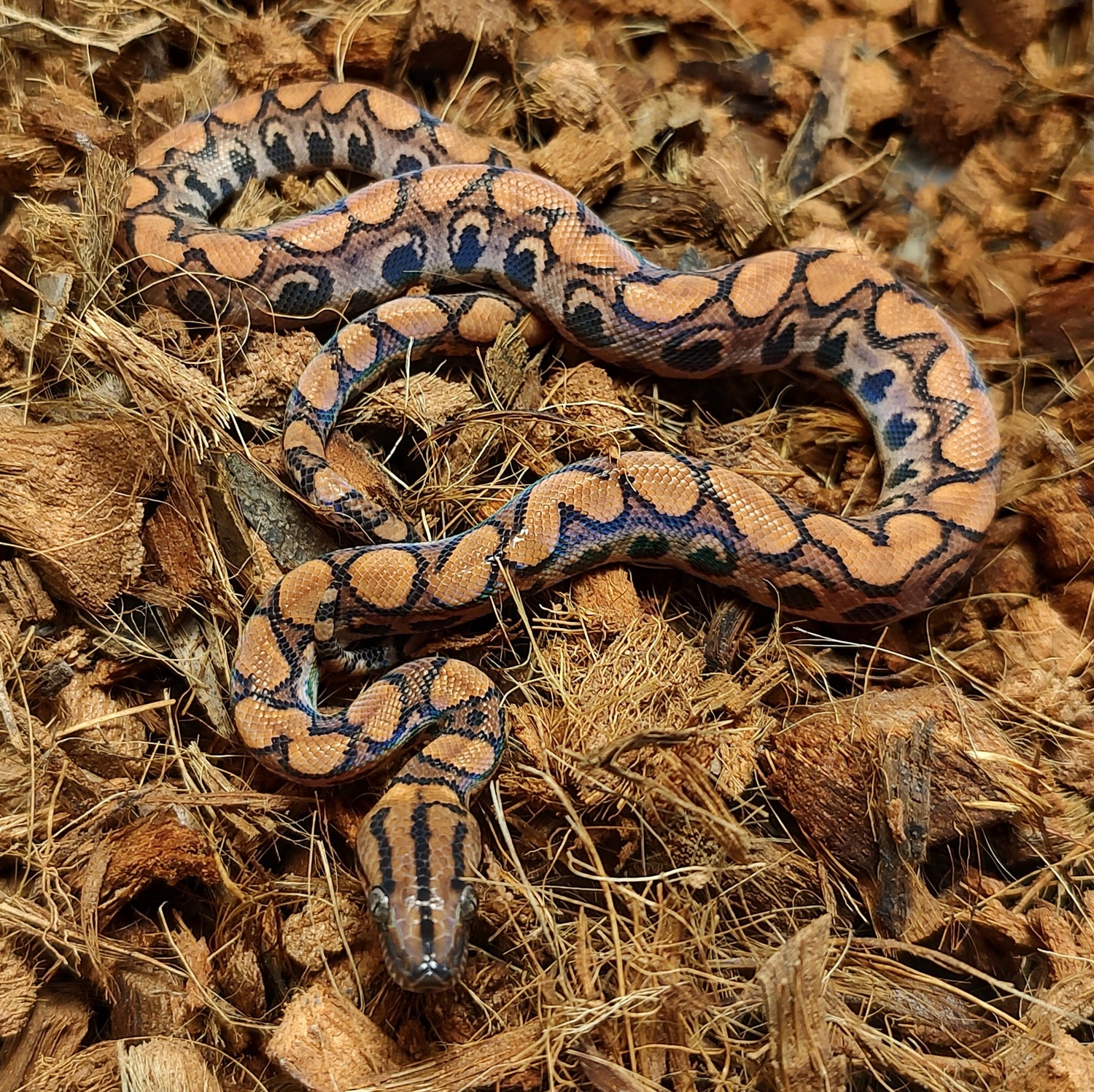 Orange Brazilian Rainbow Boa by Susquehanna Ectotherms - MorphMarket