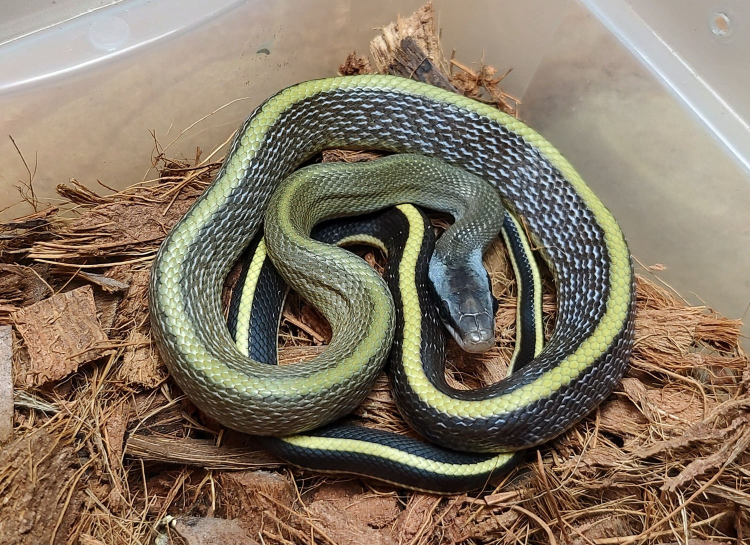 Cave Dwelling Rat Snake Beauty Rat Snake by Susquehanna Ectotherms ...