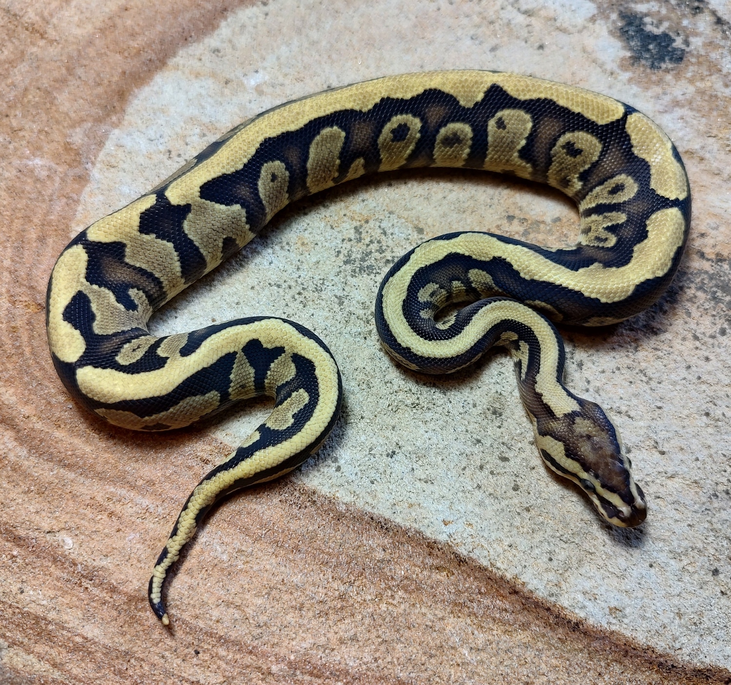 Disco Harlequin Specter Het Clown Ball Python by Susquehanna Ectotherms ...