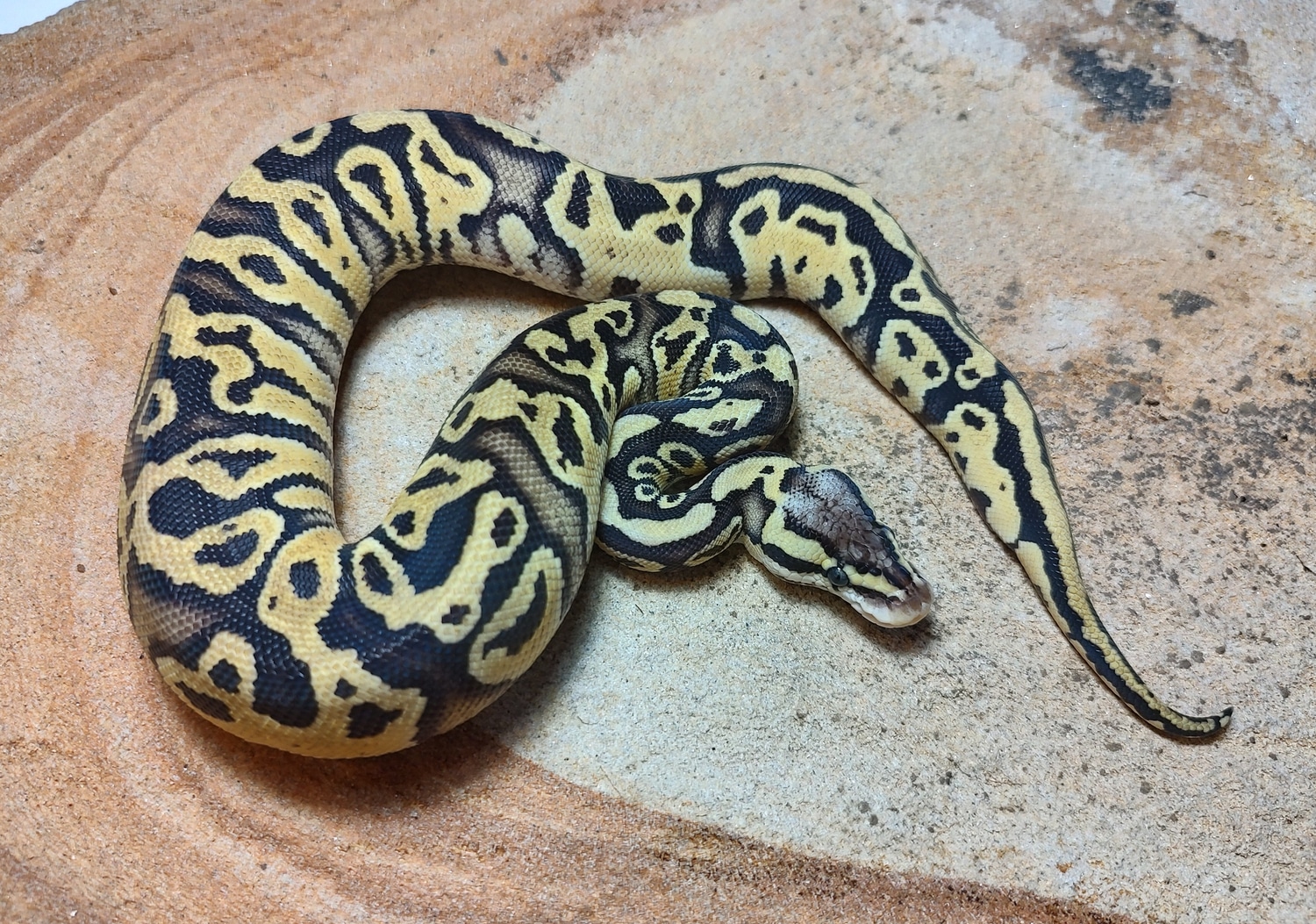 Pastel Disco Het Clown Ball Python by Susquehanna Ectotherms - MorphMarket