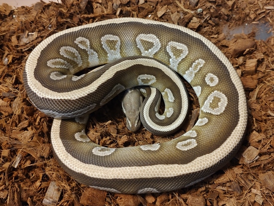 Mojave Harlequin Specter Ball Python by Susquehanna Ectotherms