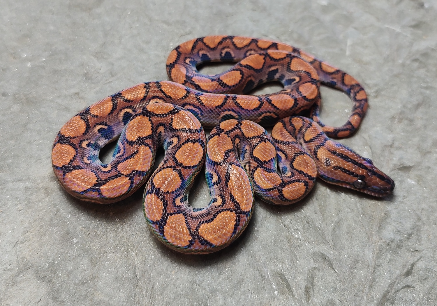 Orange Brazilian Rainbow Boa by Susquehanna Ectotherms - MorphMarket
