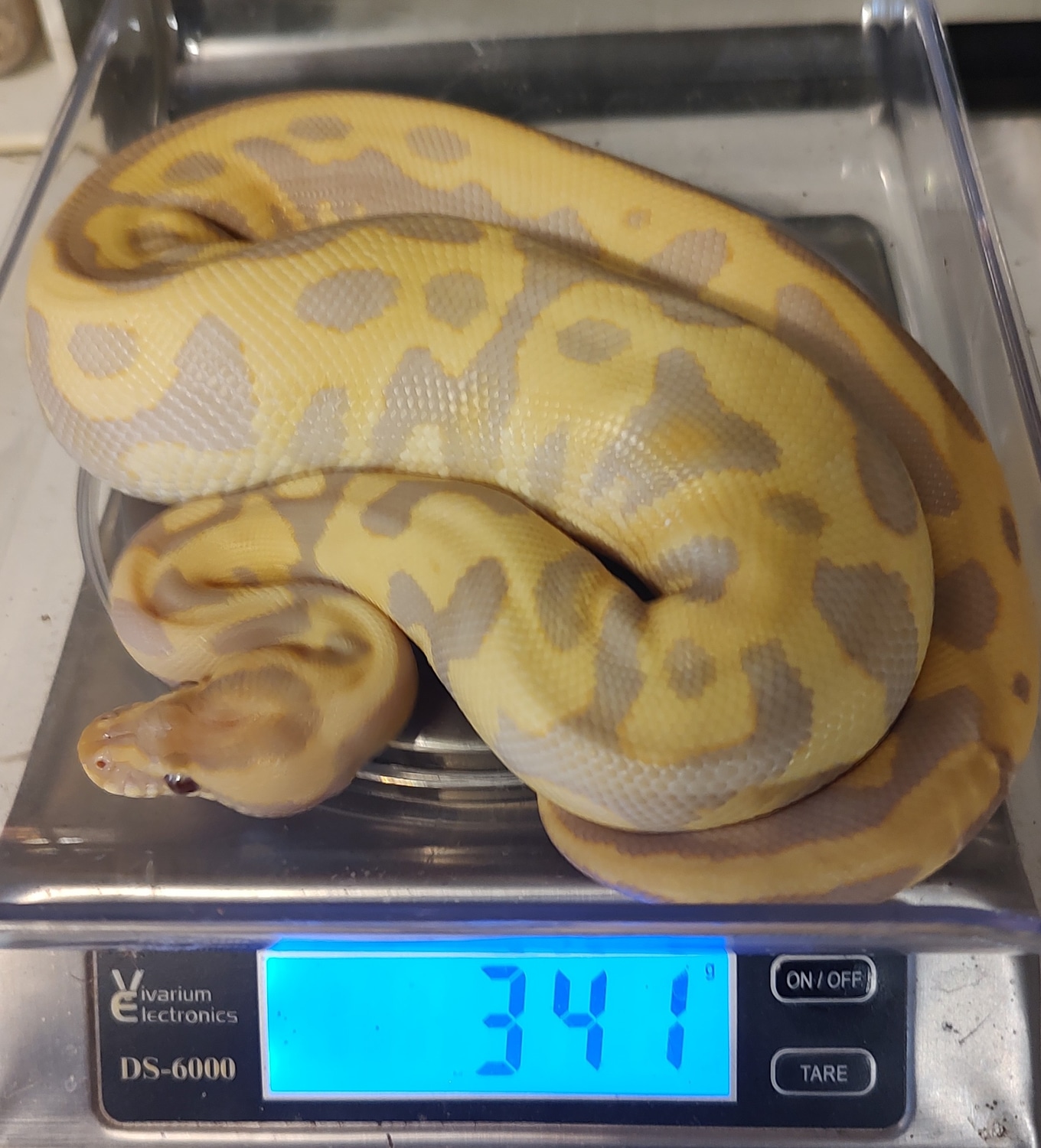 Rainbow Leopard Ball Python by Susquehanna Ectotherms - MorphMarket