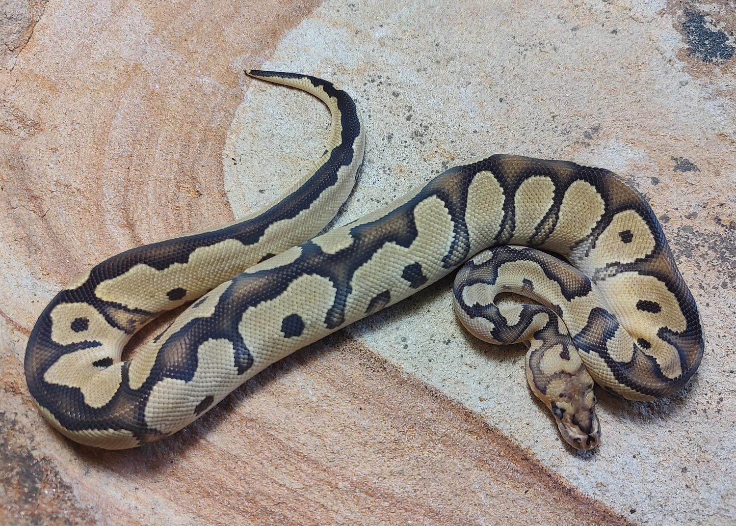 Disco Clown Ball Python by Susquehanna Ectotherms - MorphMarket