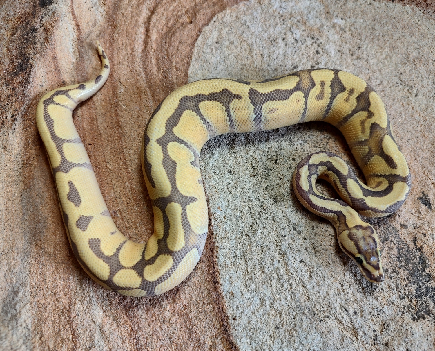 Pastel Enchi Ghost Het Rainbow Ball Python by Susquehanna Ectotherms ...