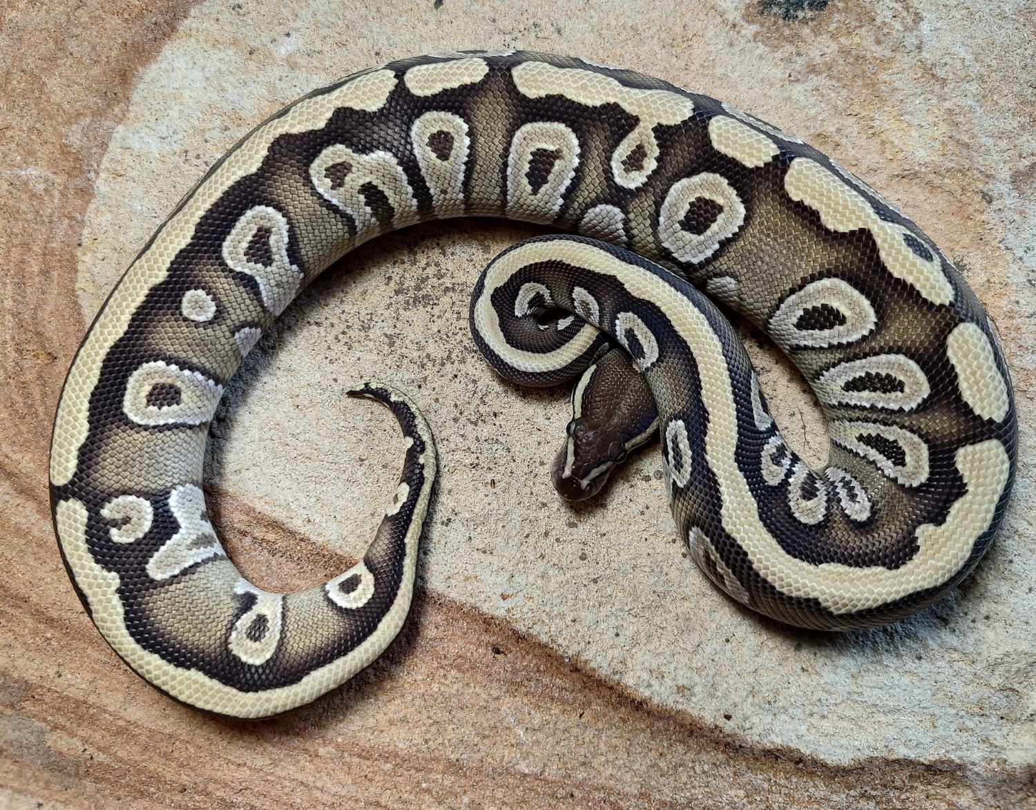Mojave Harlequin Het Clown Ball Python by Susquehanna Ectotherms ...