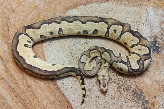 Disco Specter Harlequin Clown Ball Python by Susquehanna Ectotherms