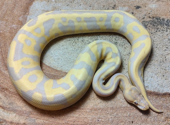 Leopard Rainbow Ball Python by Susquehanna Ectotherms