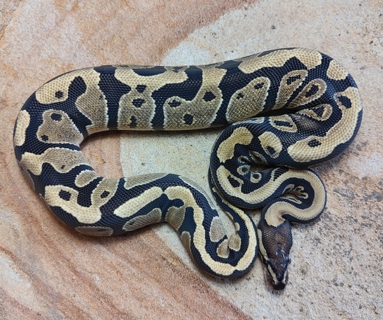 Disco Het Clown Ball Python by Susquehanna Ectotherms