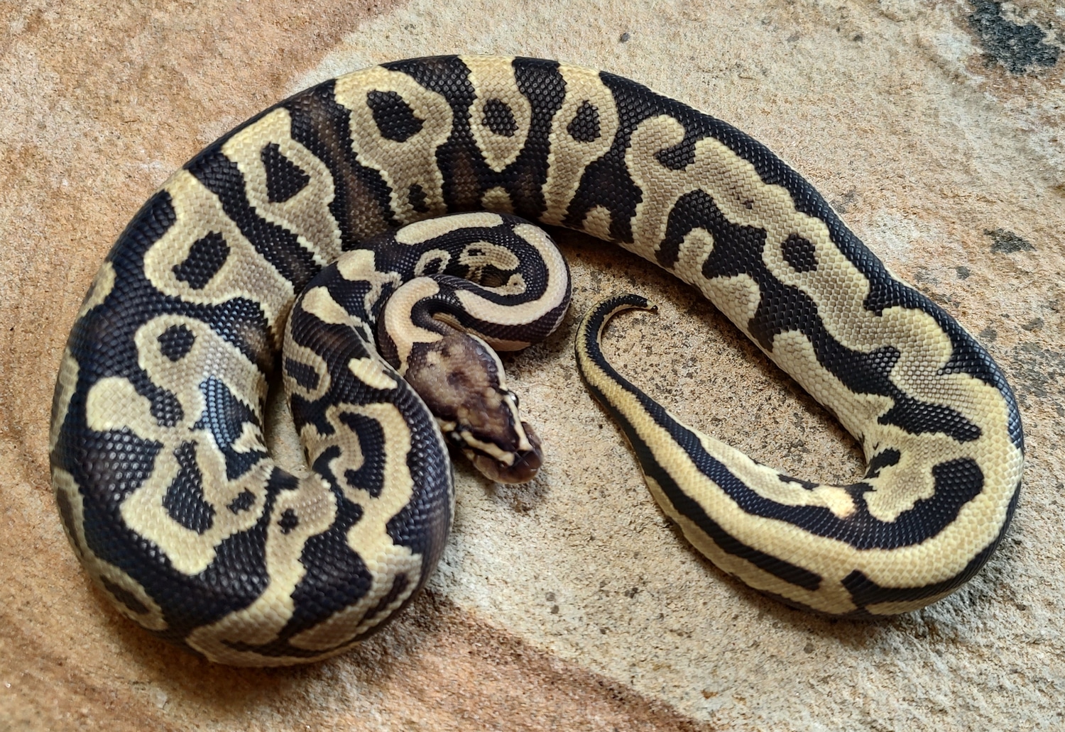Disco Leopard Double Het For Ghost And Clown Ball Python by Susquehanna ...