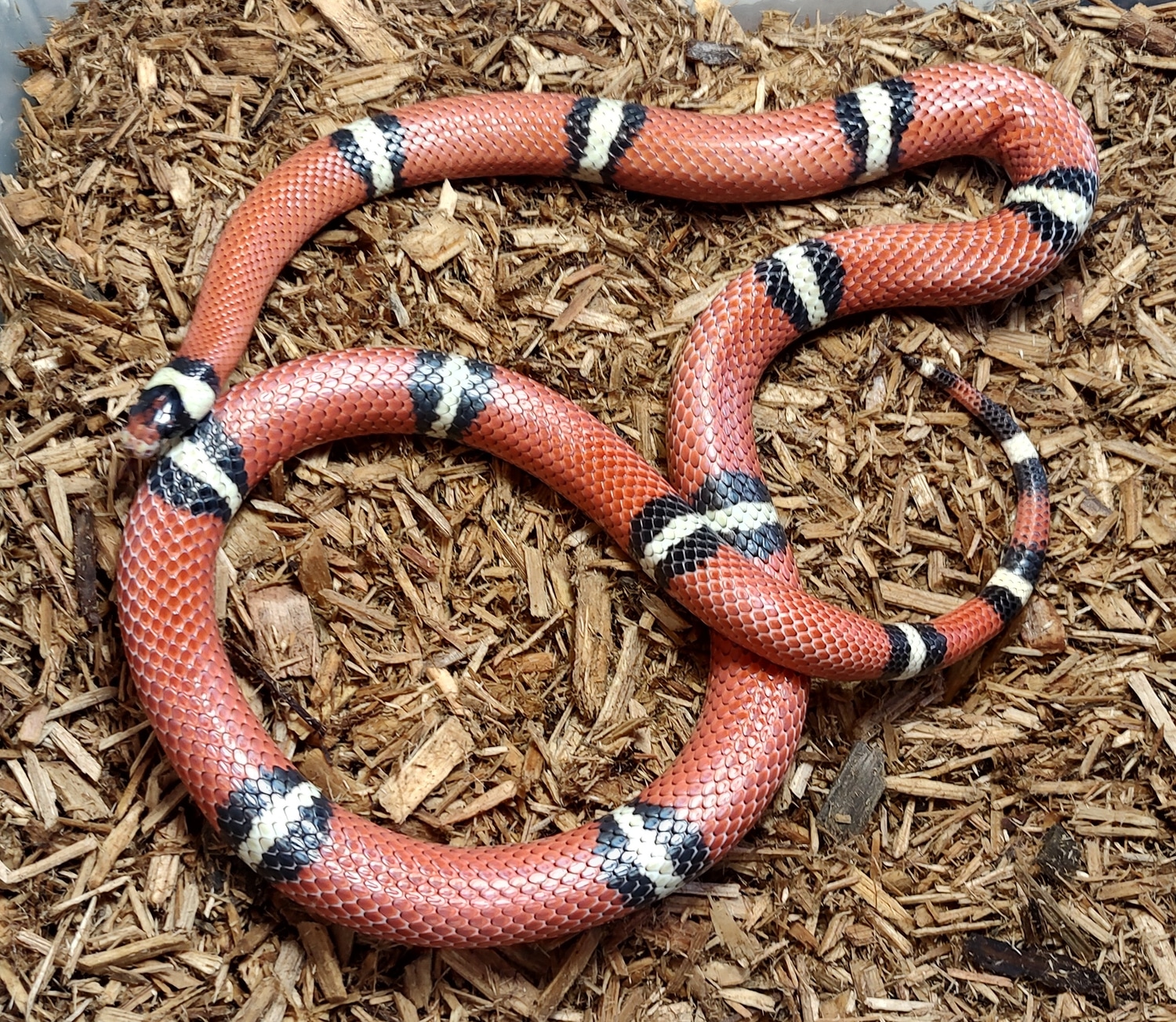 Cosala Sinaloa Milk Snake Pair Sinaloan Milk Snake by Susquehanna ...