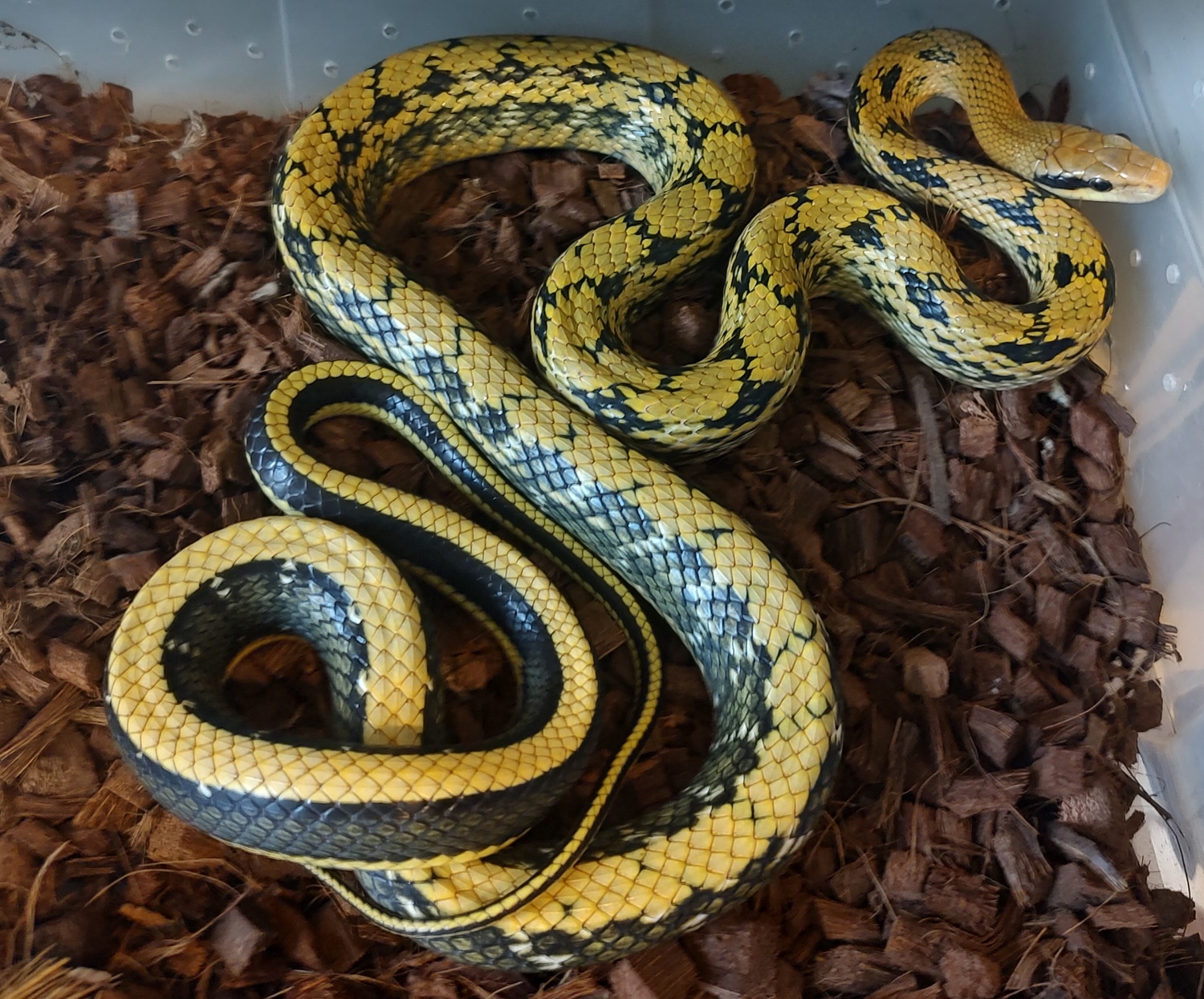 Chinese Beauty Rat Snake by Susquehanna Ectotherms - MorphMarket
