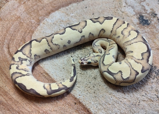 Super Disco Clown Ball Python by Susquehanna Ectotherms